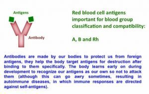 National Voluntary Blood Donation Day - News Simplified